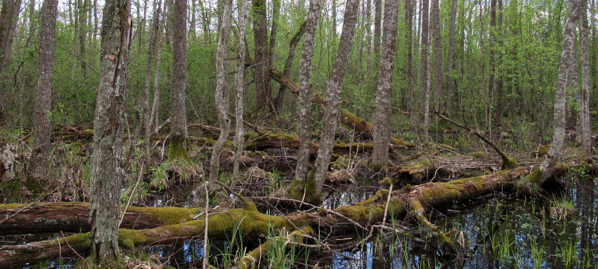 Mardikad » Tunnusliigid